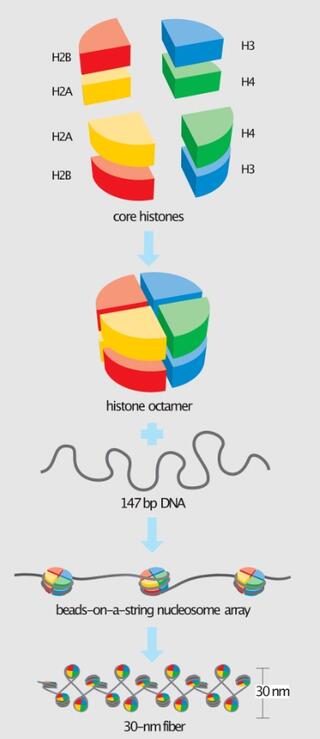 Wie passen zwei Meter DNA in eine Zelle? | Open Science