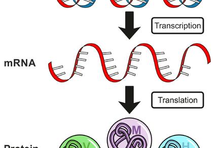 Was ist DNA? | Open Science