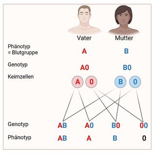 Das Blutgruppensystem des Menschen | Open Science
