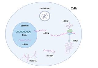 Was ist RNA? Ein Molekül mit vielen Funktionen | Open Science