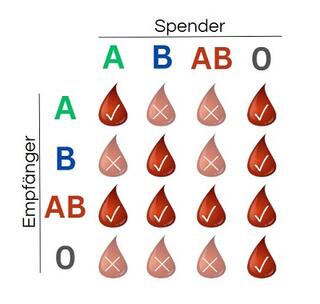 Das Blutgruppensystem des Menschen | Open Science