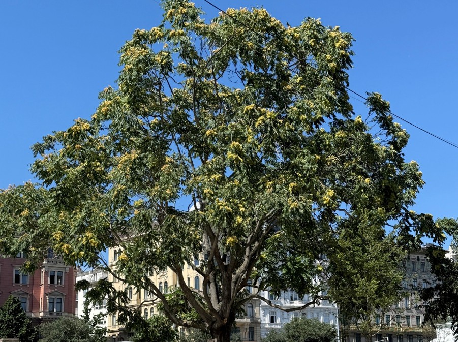 Der Götterbaum – ein unterschätztes Allergen | Open Science