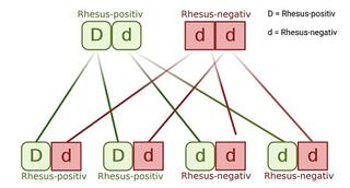 Das Blutgruppensystem des Menschen | Open Science