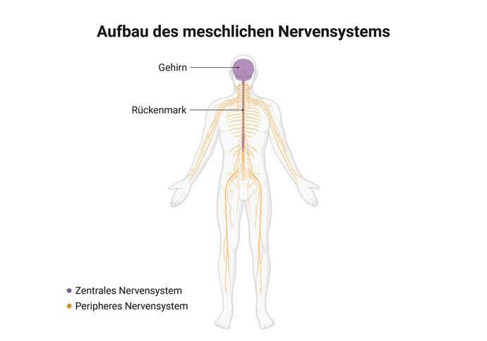 Das Nervensystem | Open Science