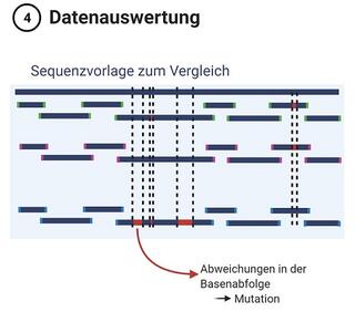 Sequenzieren – So entdeckt und unterscheidet man Coronavirus-Varianten ...